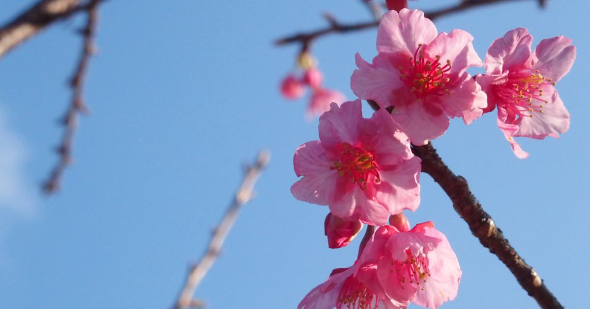 Toi Sakura (Izu, Shizuoka): One of the earliest blooming cherry ...